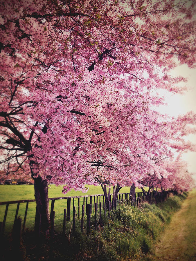 Cherry Tree II – PALM Prints